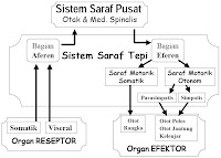 welcome: SISTEM SARAF SEBAGAI SISTEM PENGENDALI TUBUH