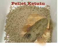 IKAN KELI PUCHONG N PRODUK