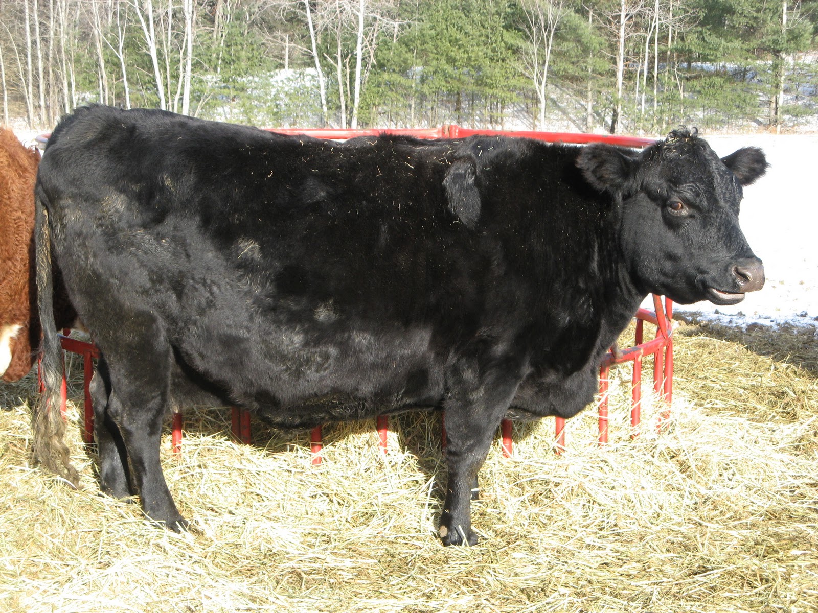 Animal Instinct: The Bad