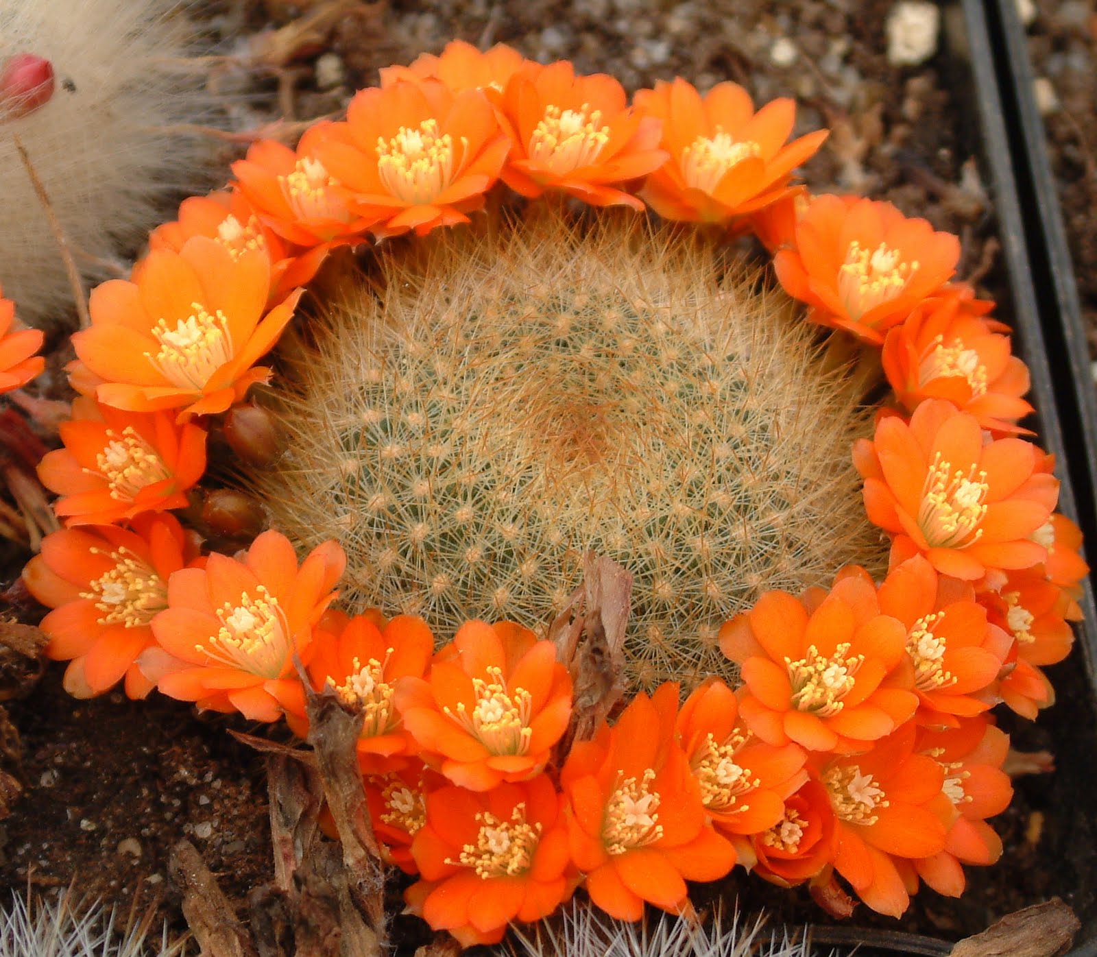 Rebutia, Aylostera y Weingartia: Rebutia fiebrigii (Gürke 1905) Britton ...