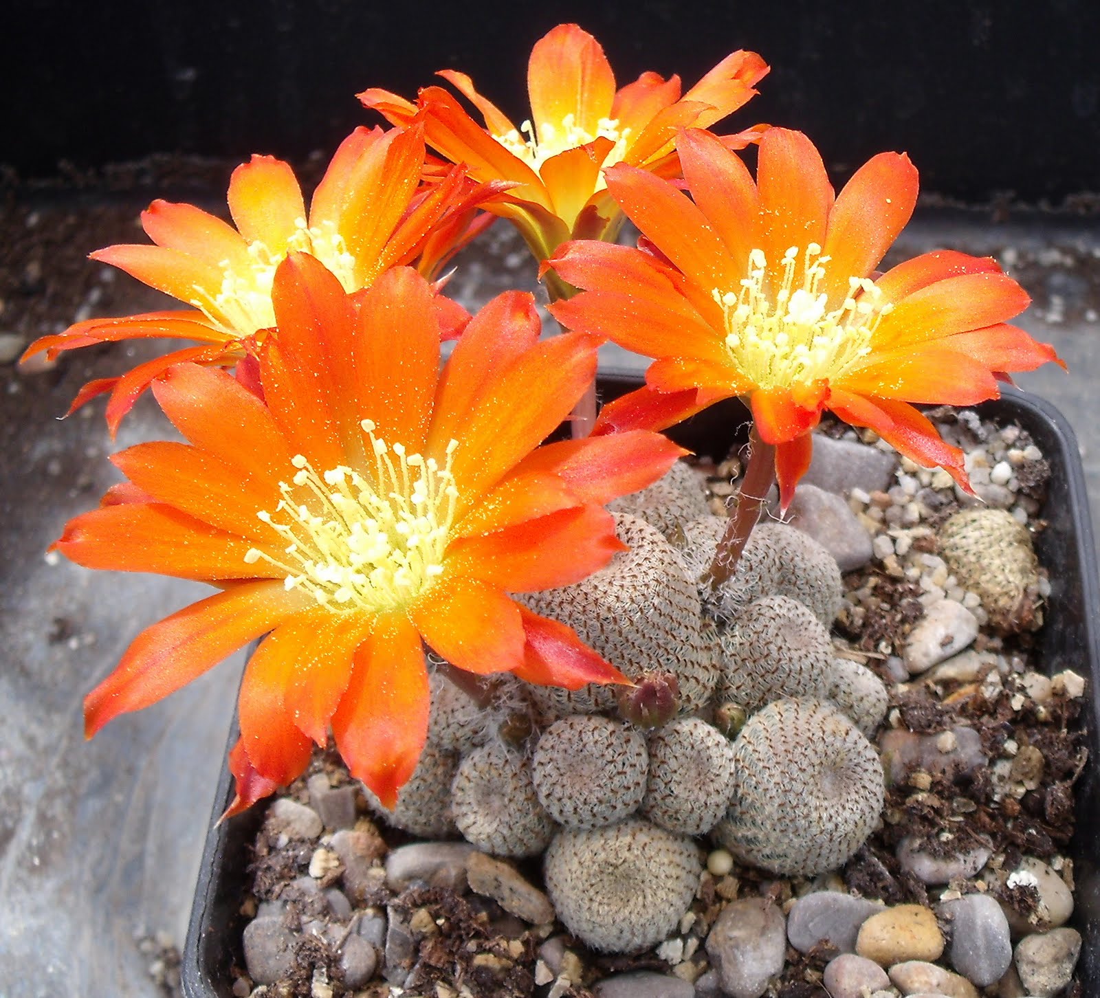 Rebutia, Aylostera y Weingartia: Cultivo de Rebutia heliosa