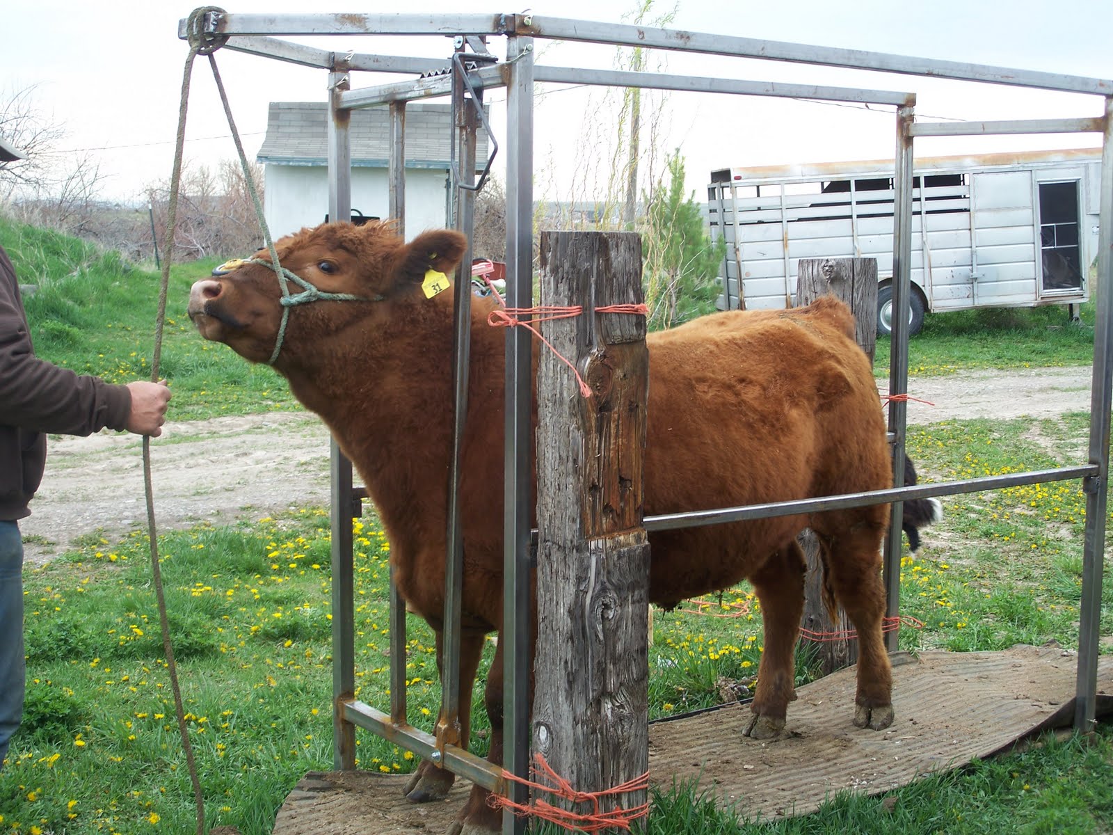 Blissfully Natural Cora: You , Your Steer, and the Grooming Chute