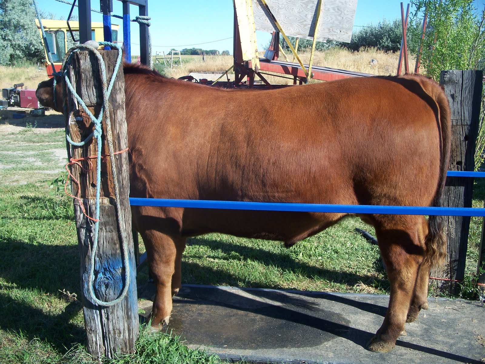 Blissfully Natural Cora: Clipping Your Steers for Begainners