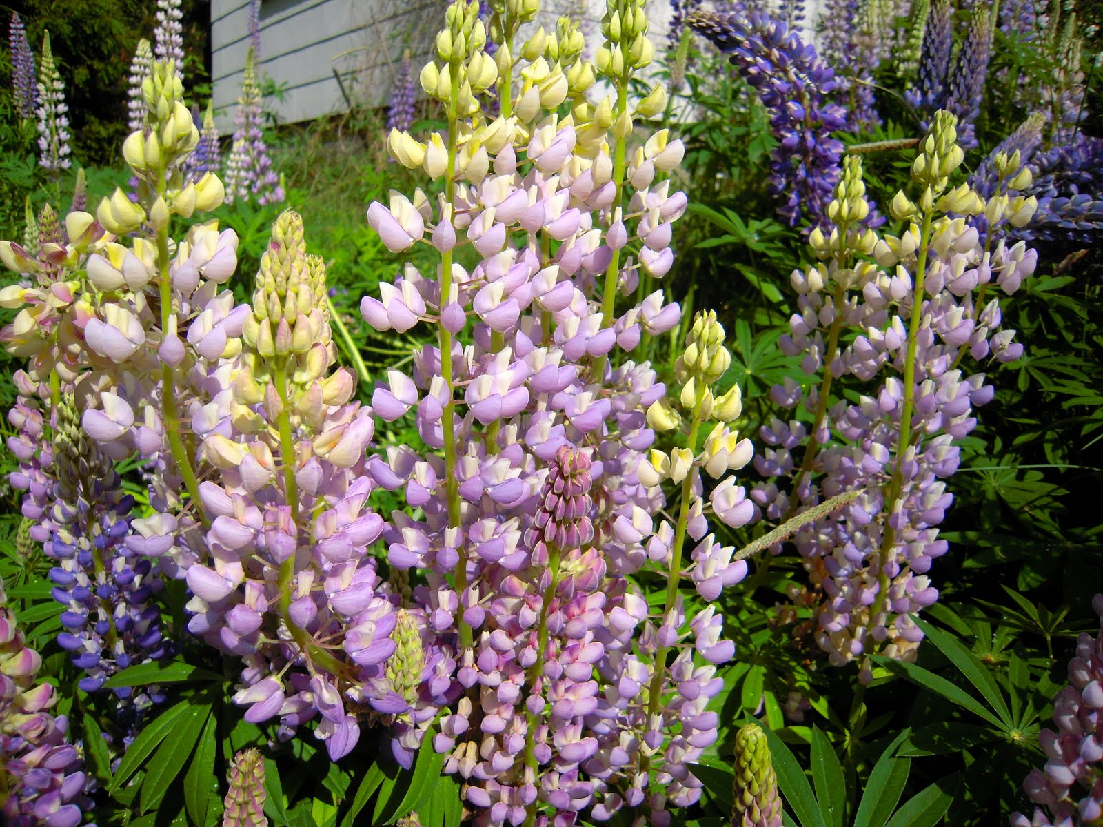 Skogstjäll anropar: Lupiner, lupiner