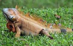 BIODIVERCIDAD DE TABASCO: LA BIODIVERCIDAD EN TABASCO