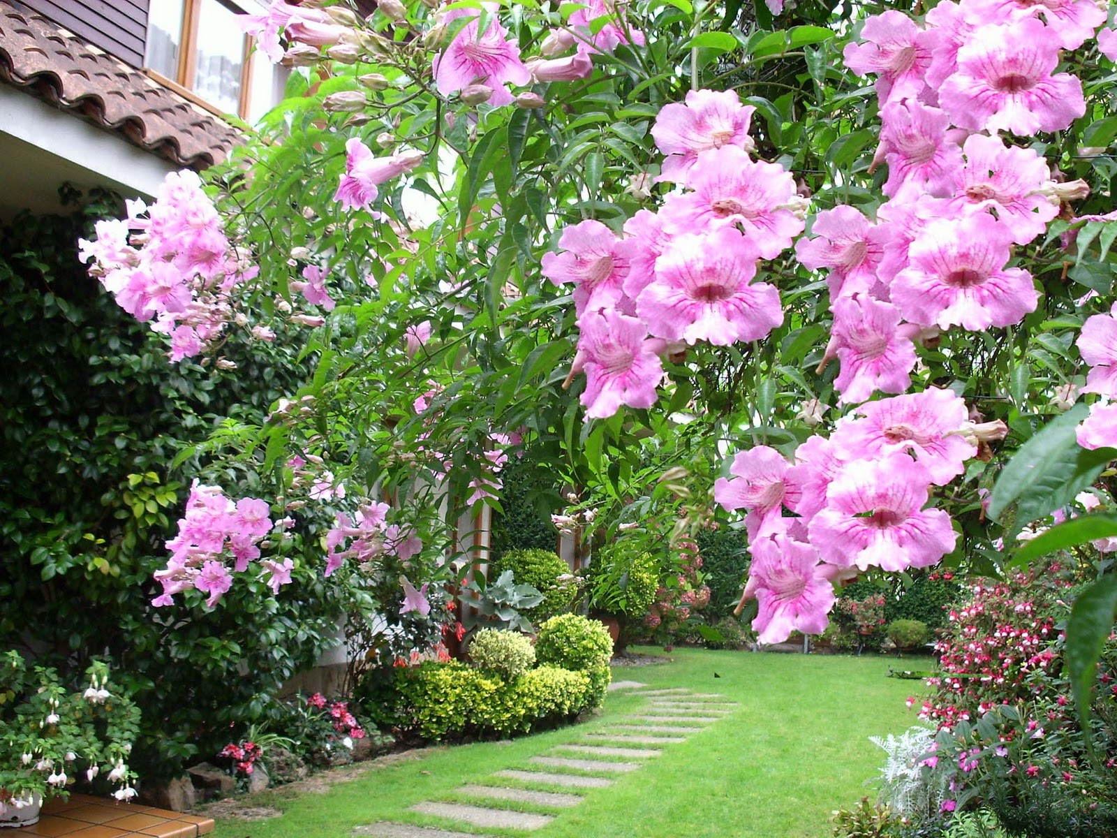 El blog de Delsa: Bignonia rosa.