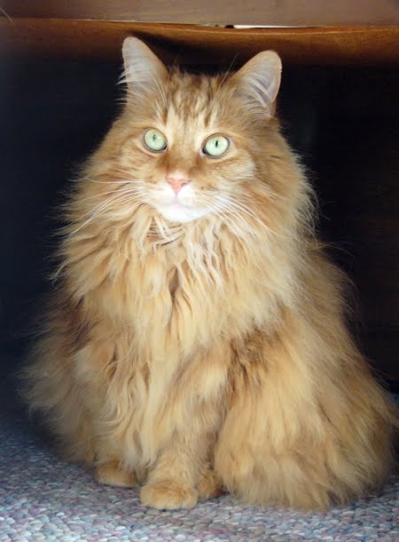 Crazy Cat Lady Carm: FURiday- Floofy Poofy Pride