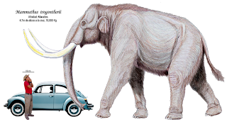 Palaeos, la historia de la Vida en la Tierra: noviembre 2010