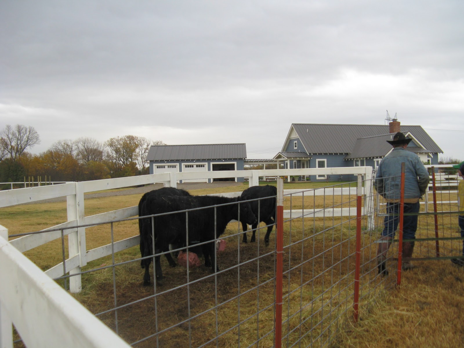 Coughing calves