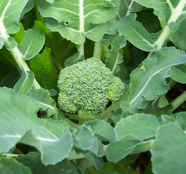 Best Garden Blog: How to Grow Broccoli