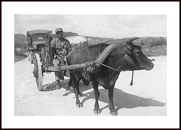 Remembering Saipan & Korea: Saipan -- Native Oxen Driver