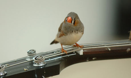 HINAGIKU: Birds are playing electric guitars