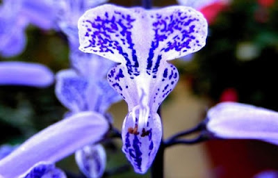 Amazing blue flowers - Rare Photo's Collections