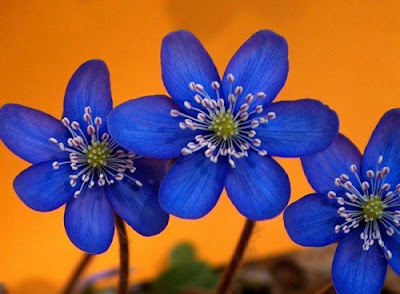 Amazing blue flowers - Rare Photo's Collections