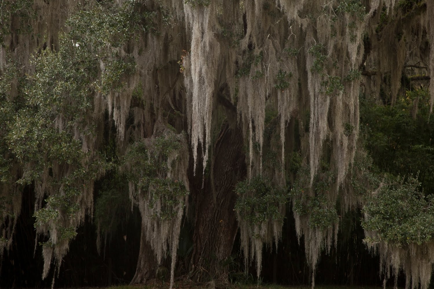 Kelly Joy Morrill: Savannah, Georgia