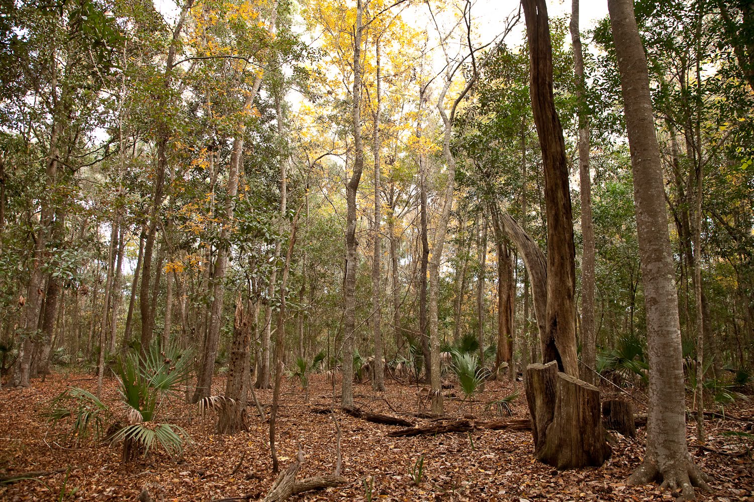 Kelly Joy Morrill: Savannah, Georgia