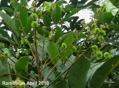 My Small Garden: Pokok Rambutan