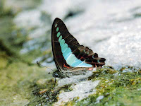 ผีเสื้อในป่าฮาลาบาลา: วงศ์ผีเสื้อหางติ่ง (PAPILIONIDAE)