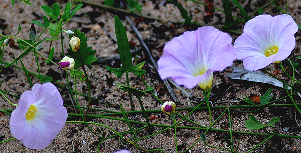 Back of Beyond The NT: Marrawal Plateau Revisted