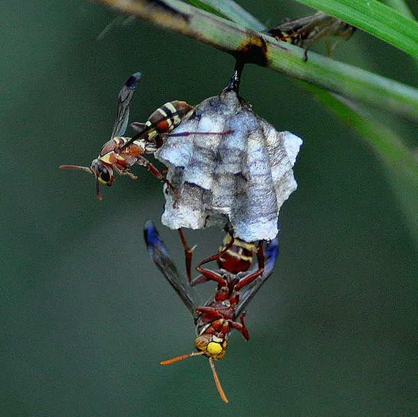 Back of Beyond The NT: HitchHiking Through Life