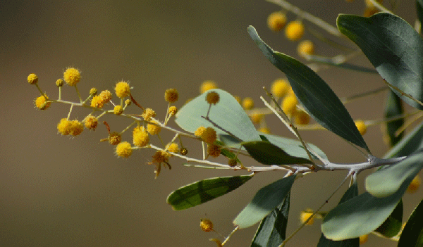 Back of Beyond The NT: Gimbat District/ SouthWest Kakadu Part I