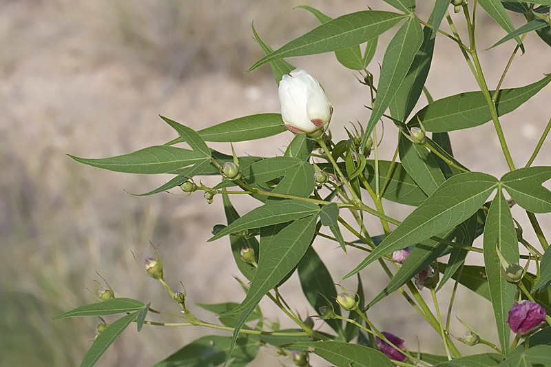 Your Daily Dose of Sabino Canyon: Cotton