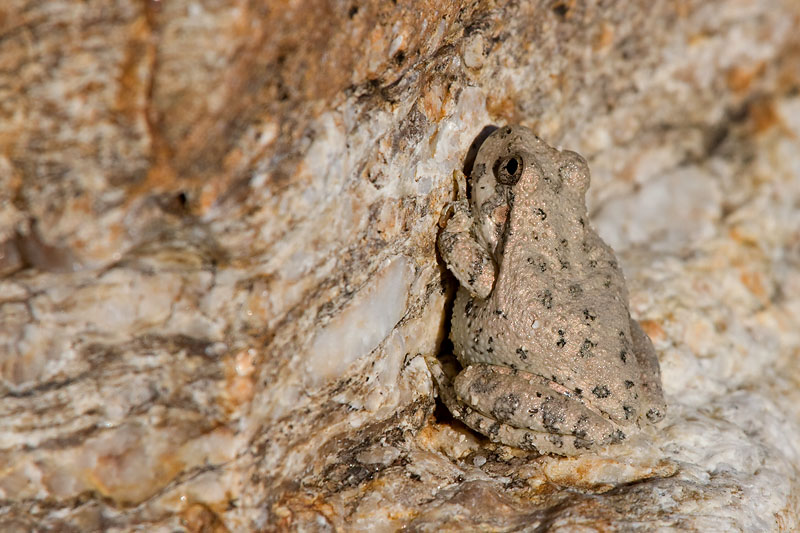 Your Daily Dose of Sabino Canyon: October 2010