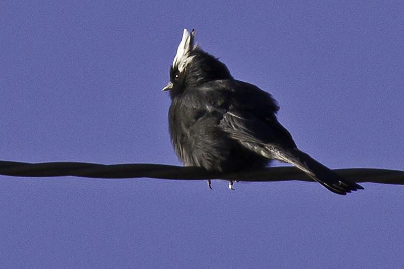 Your Daily Dose of Sabino Canyon: Bird and Word of the Day