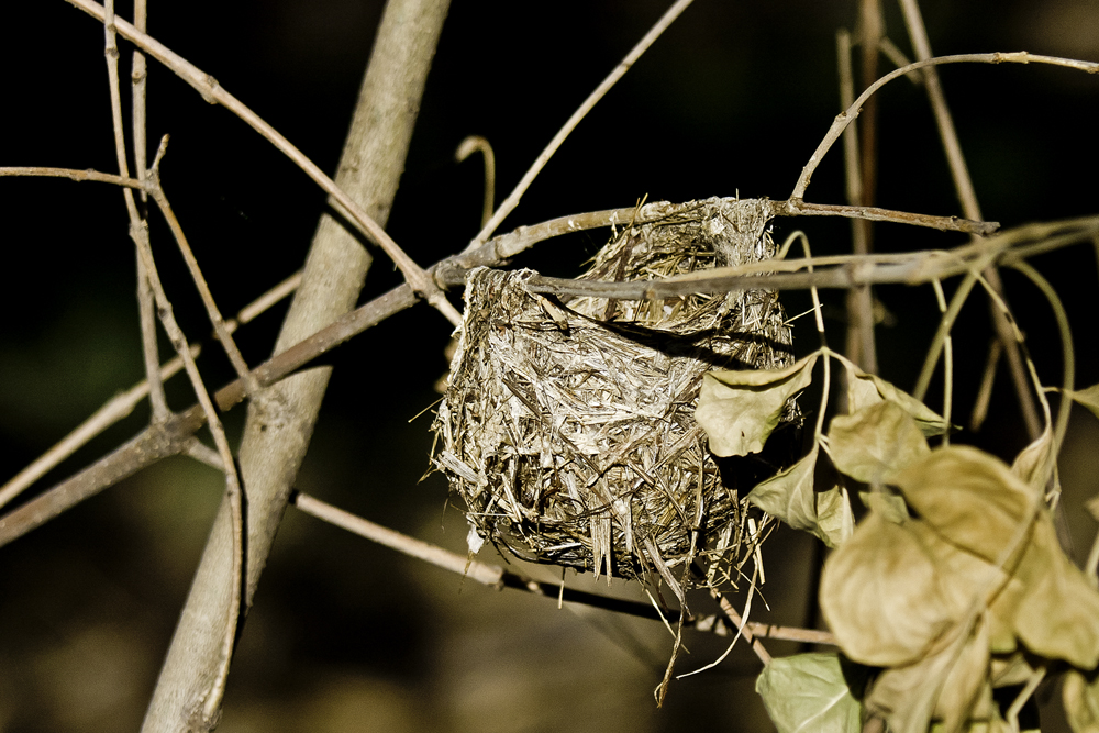Your Daily Dose of Sabino Canyon: December 2010