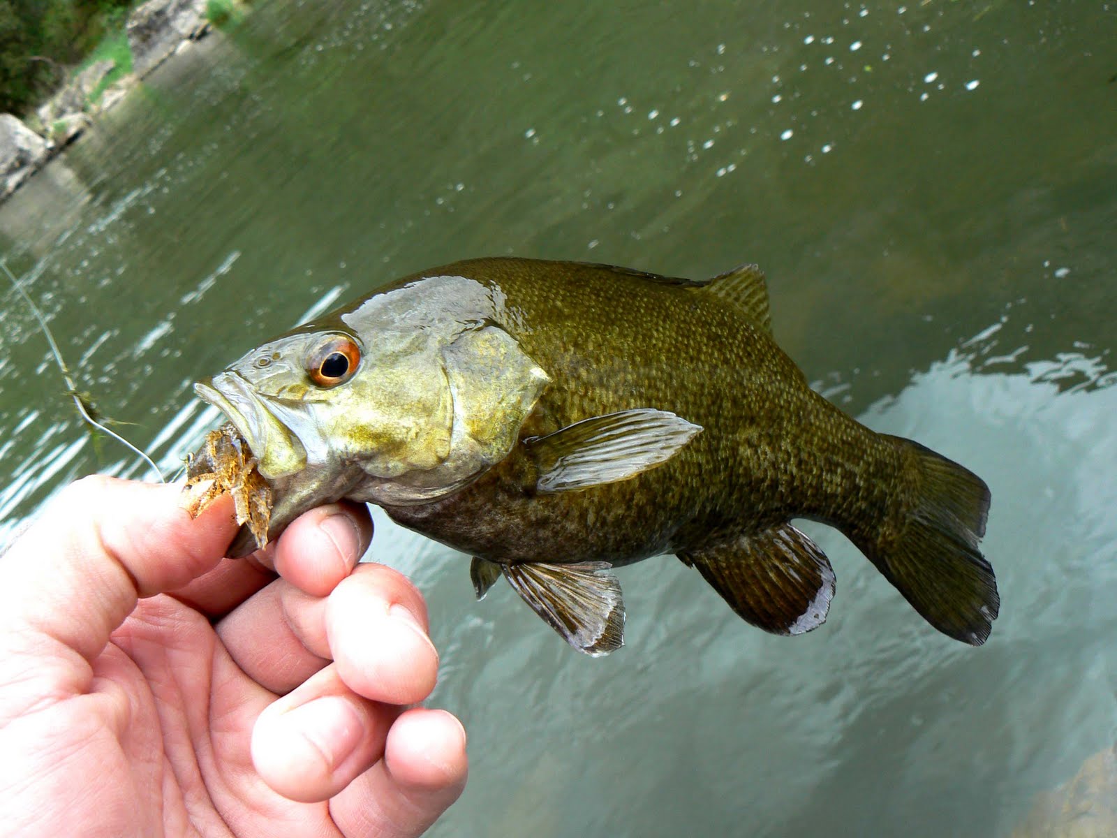 I Caught You a Delicious Bass: River Monsters (not really)