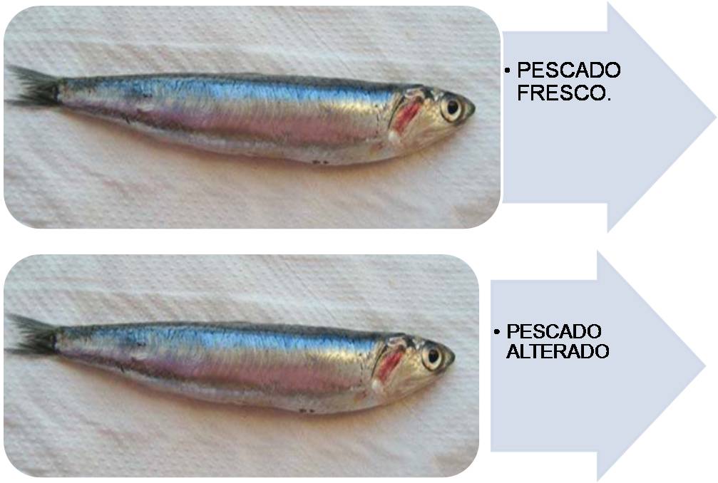 pescado feliz