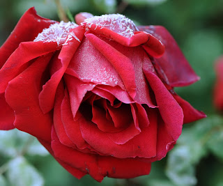 PLANTANDO A RAIZ DESNUDA (II)