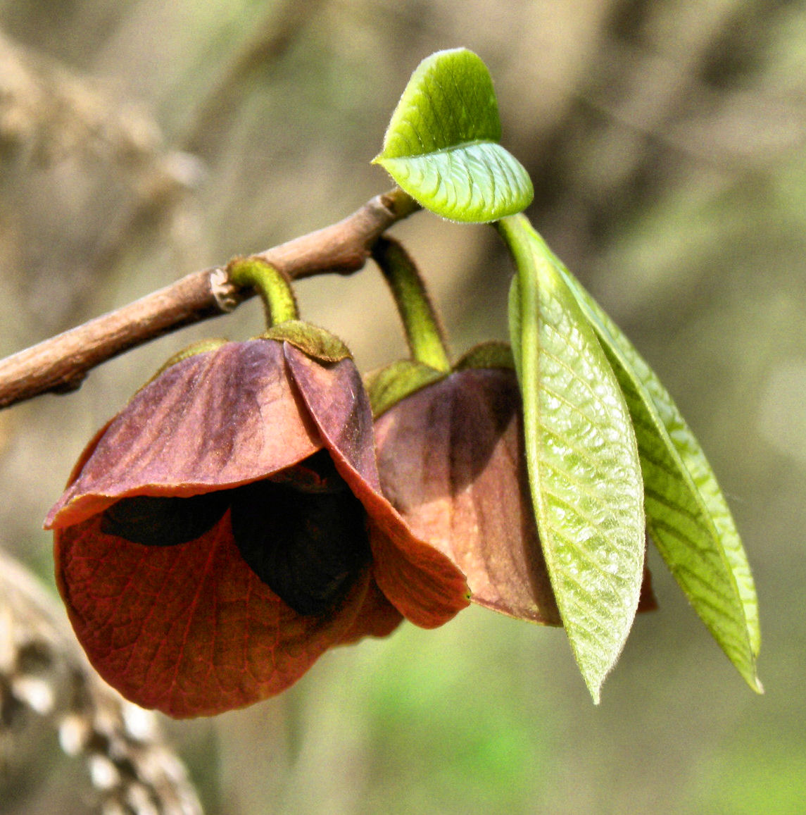Hoosier Safari: Pawpaw---The Indiana Banana