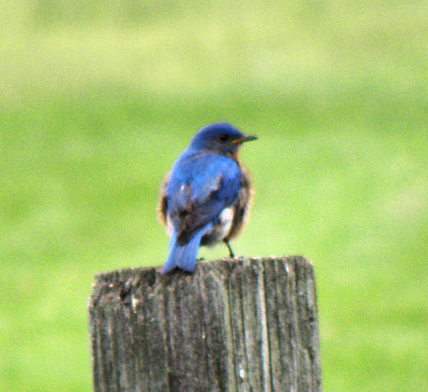 Hoosier Safari: Happy little Blue Birds