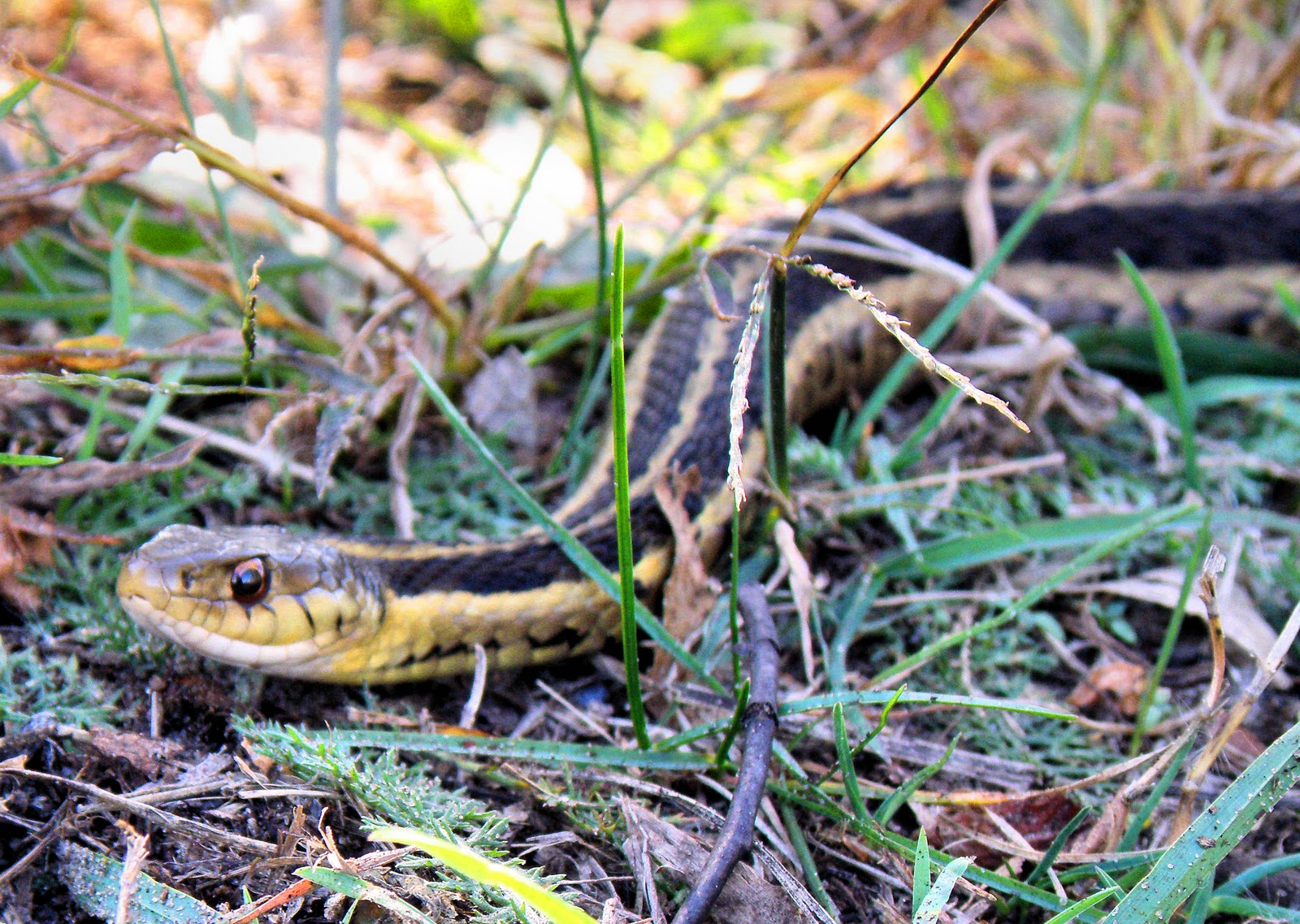 Hoosier Safari: Snake