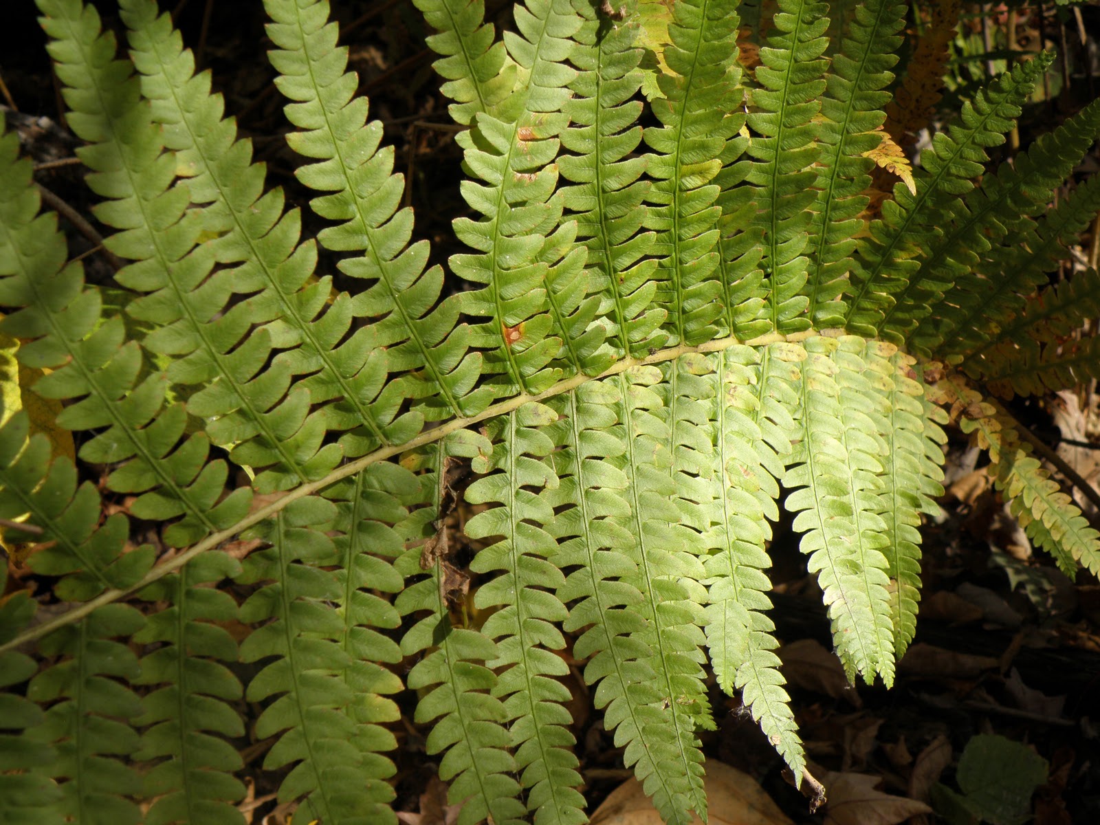 Hoosier Safari: Ferns of the Bog