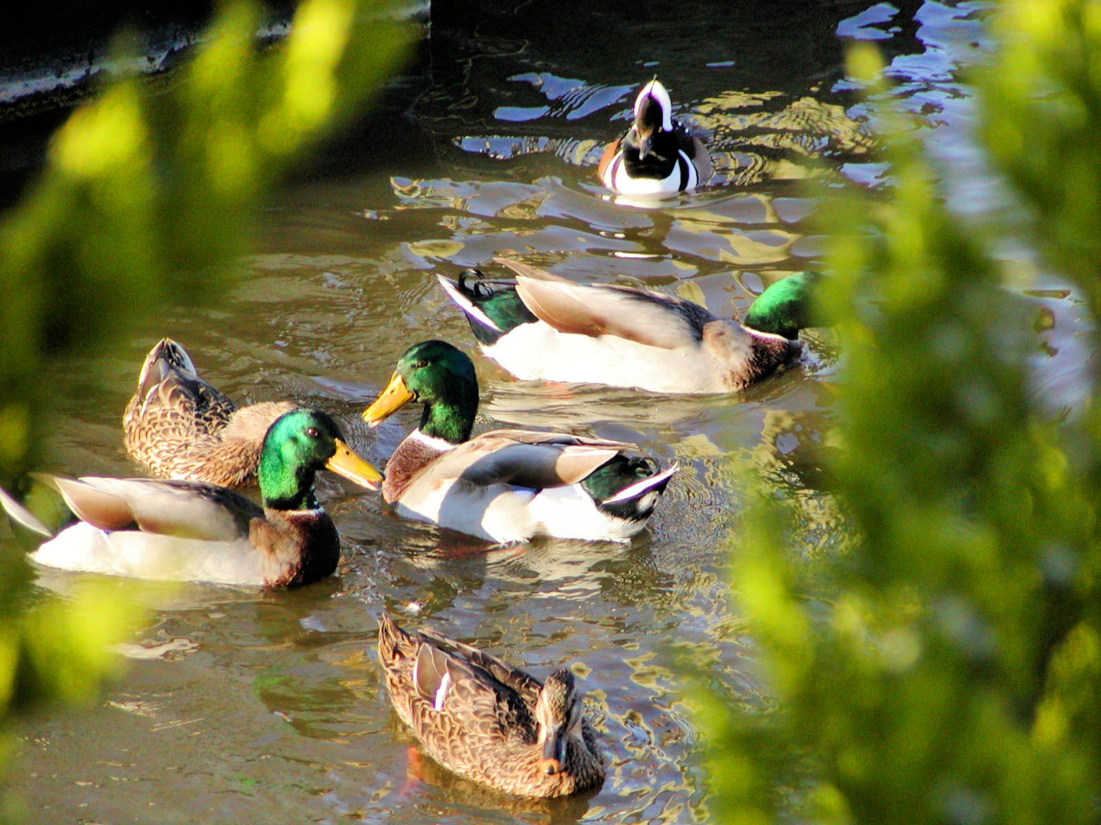 Hoosier Safari: A Ducky Life