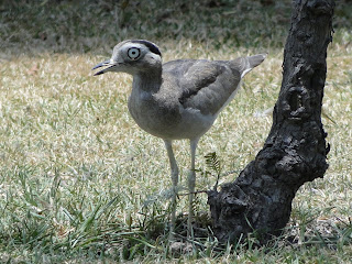 Aves del SM: Huerequeque - Burhinus superciliaris