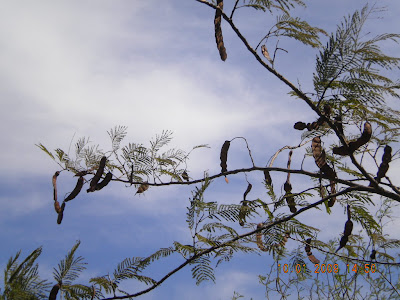 Atierradentro - Plantas y Hongos: Cebil un puente entre lo humano, lo ...