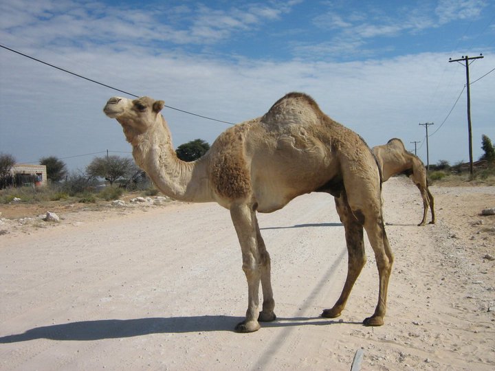 Tsabong: Your World at home ~ The bridge to Paradise: Tsabong : Your ...