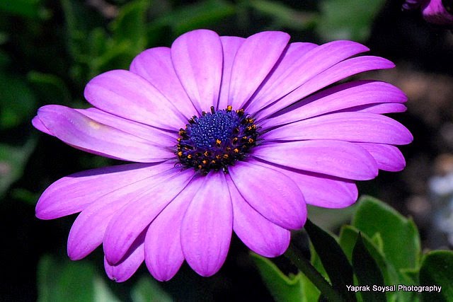 Yaprak Soysal Photography: Purple Daisy