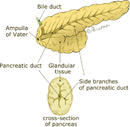 diabetesdisorder: gross anatOmy Of pancreas!