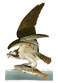 Tails of Birding: The Osprey - a Unique Bird of Prey