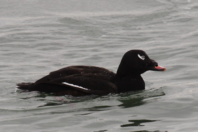 Tails of Birding: Diving Ducks Identified