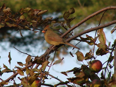 Tails of Birding: Birds in the Apple Tree
