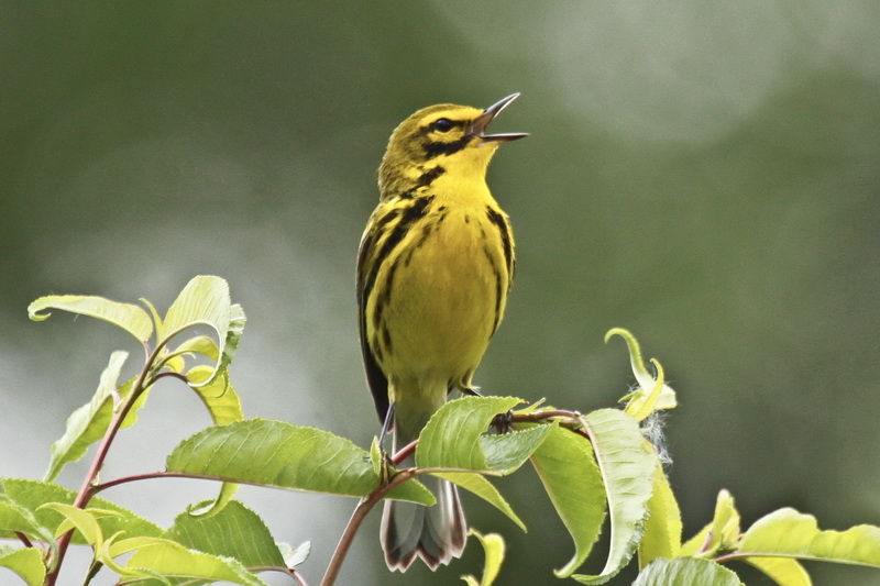 Tails of Birding: American Wood Warblers - Photo Gallery 3