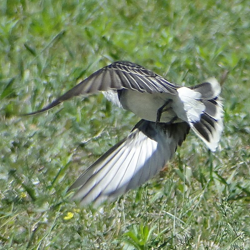 Tails of Birding: Eastern Kingbird