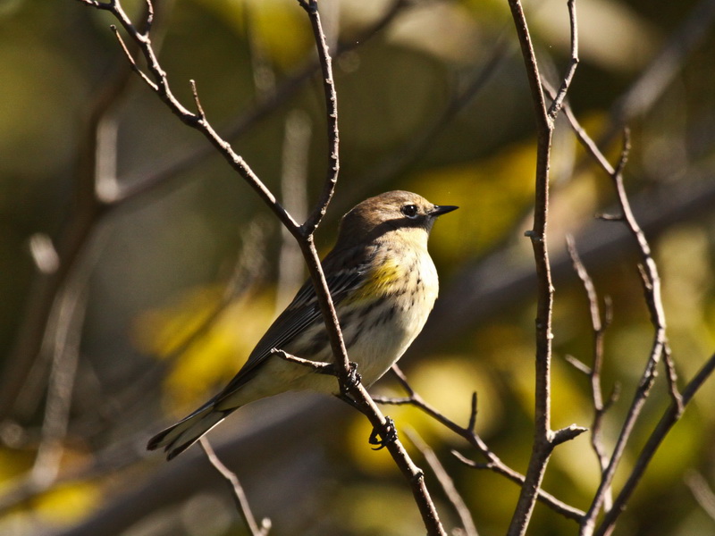 Tails of Birding: A Few Fall Warblers
