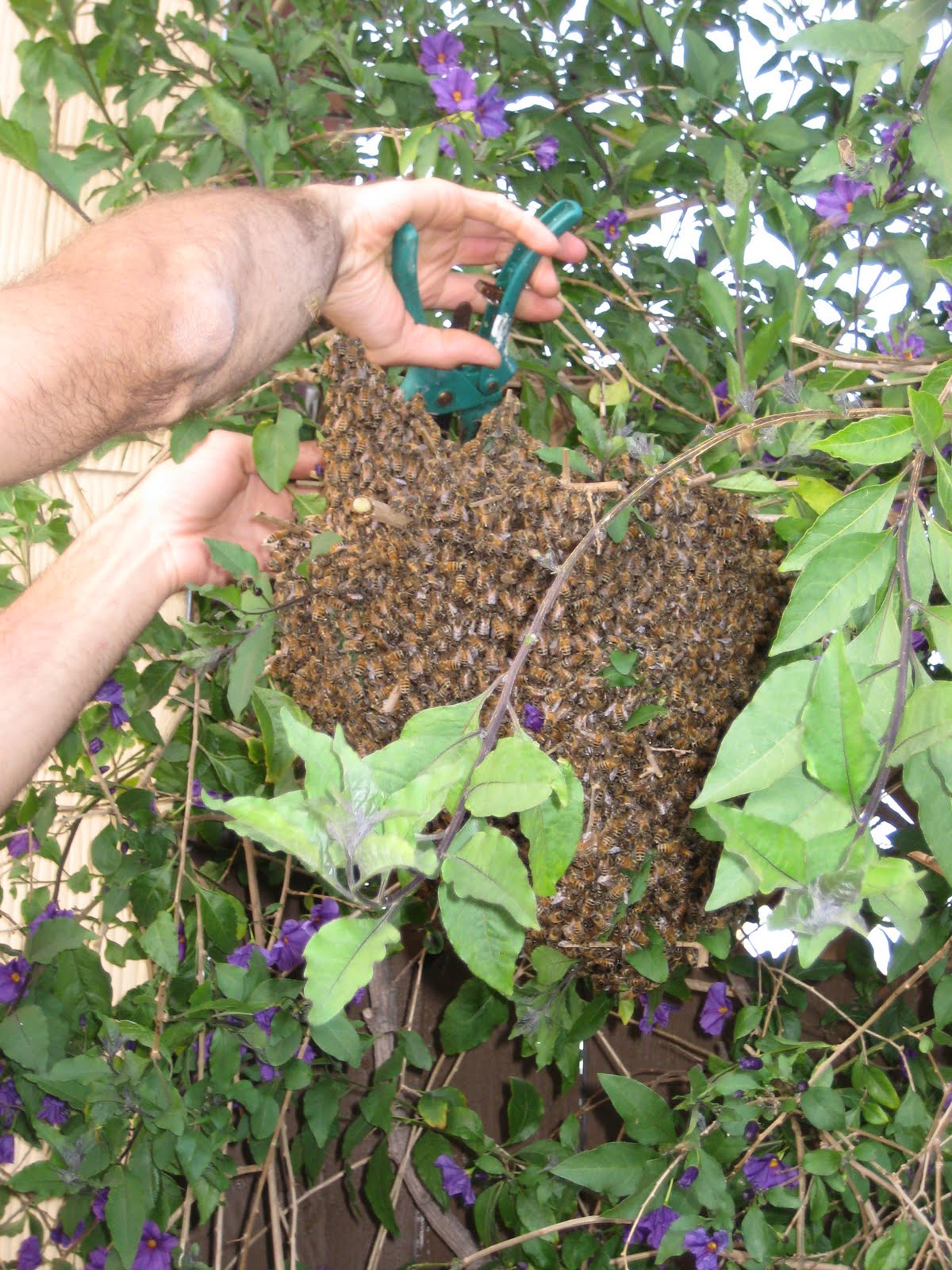 Idora Design: Swarming Bees!!