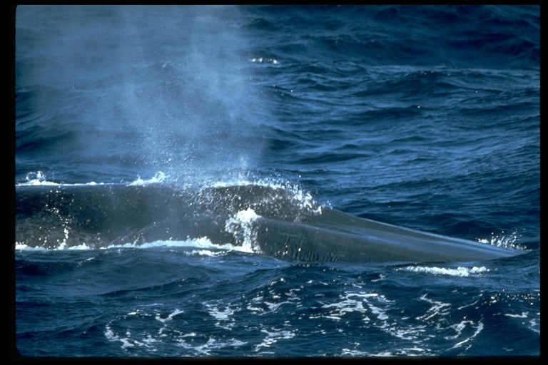 Biggest Animal In World-Blue Whale